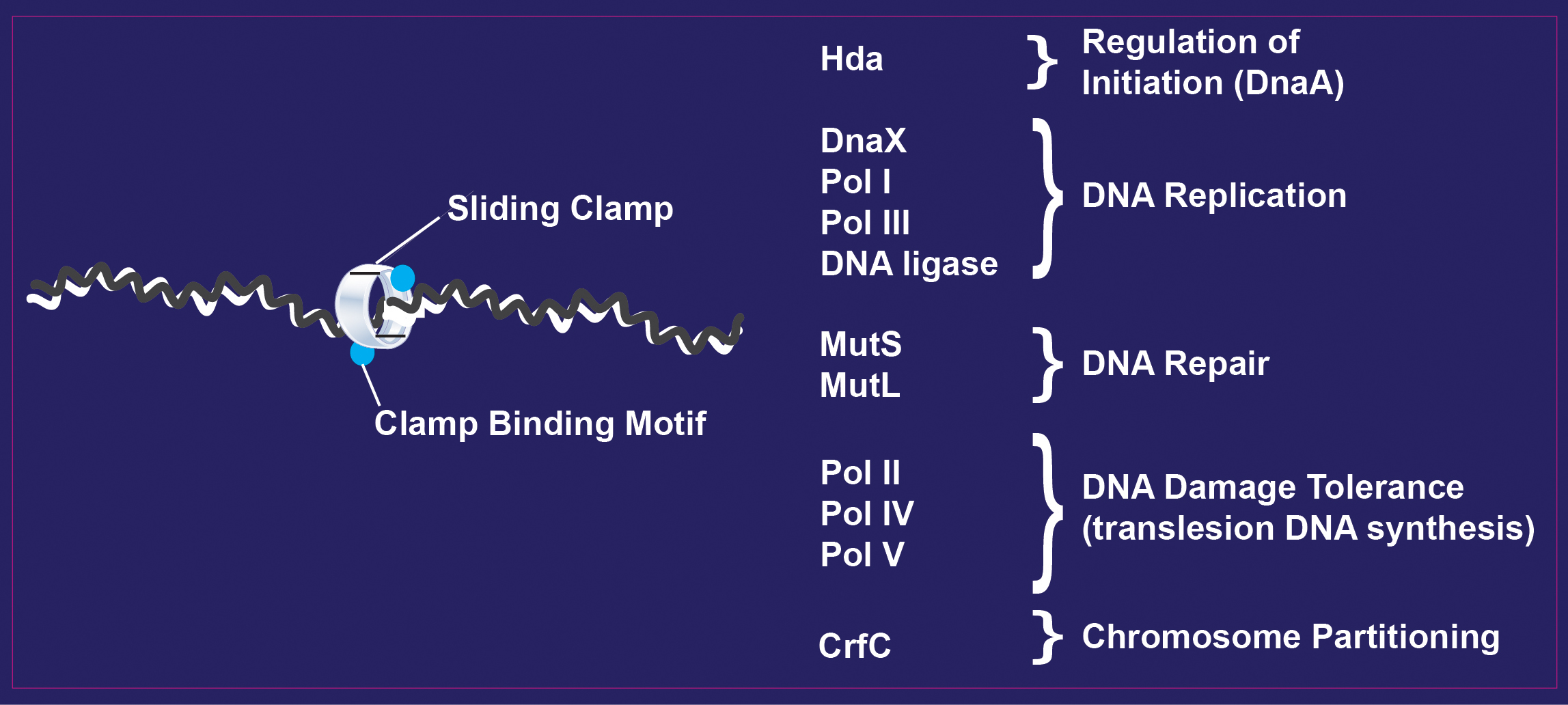 The sliding clamp: a promiscuous DNA replication protein - Biochemistry ... The sliding clamp: a promiscuous DNA replication protein - Biochemistry ...